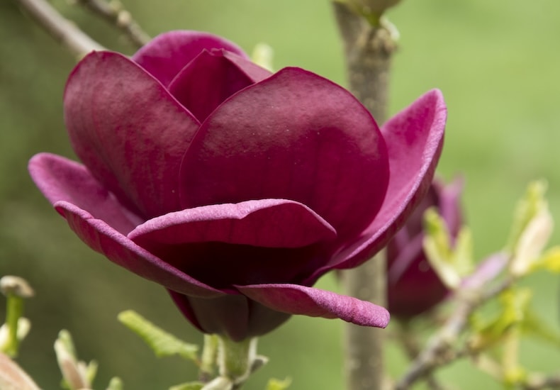 Magnificent Magnolias
