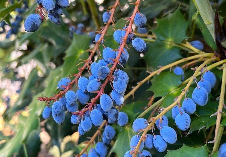 Shrubs masterclass: best expert content | Thompson & Morgan Blog