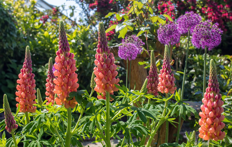 The Best Plants for May