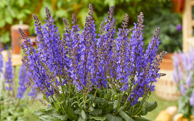 Four New Flowers Shortlisted