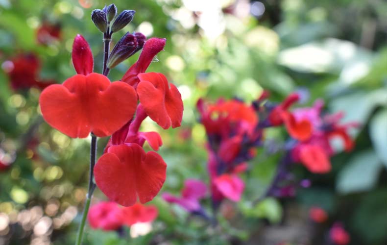 Taking cuttings of half hardy salvias