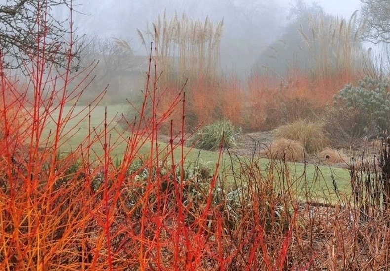 Winter shrubs masterclass: best expert content | Thompson & Morgan Blog