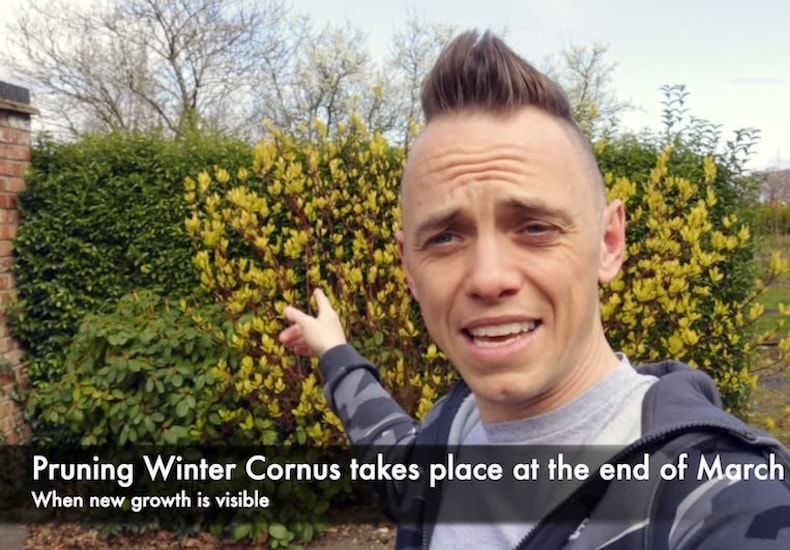 Winter shrubs masterclass: best expert content | Thompson & Morgan Blog