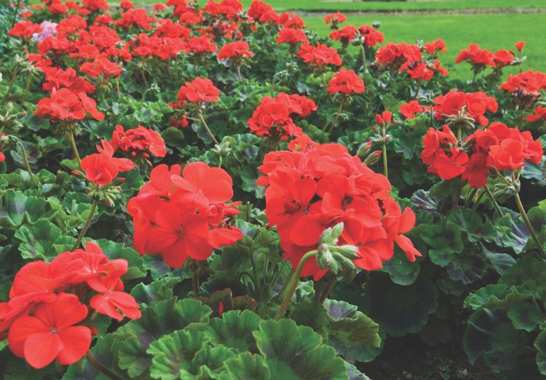 How to Grow Geranium Plug Plants | Thompson & Morgan Blog