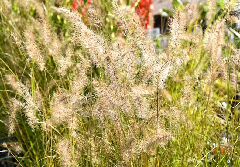 Drought-tolerant plants masterclass: best expert content | Thompson ...