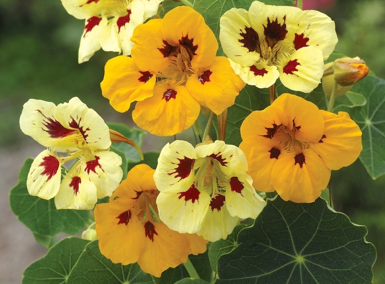 Edible flowers masterclass: best expert content | Thompson & Morgan Blog