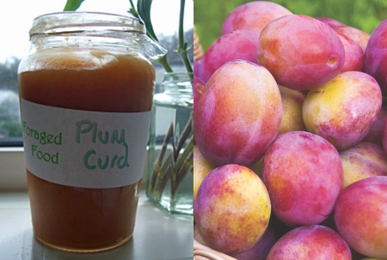 Plum curd recipe | Thompson & Morgan Blog