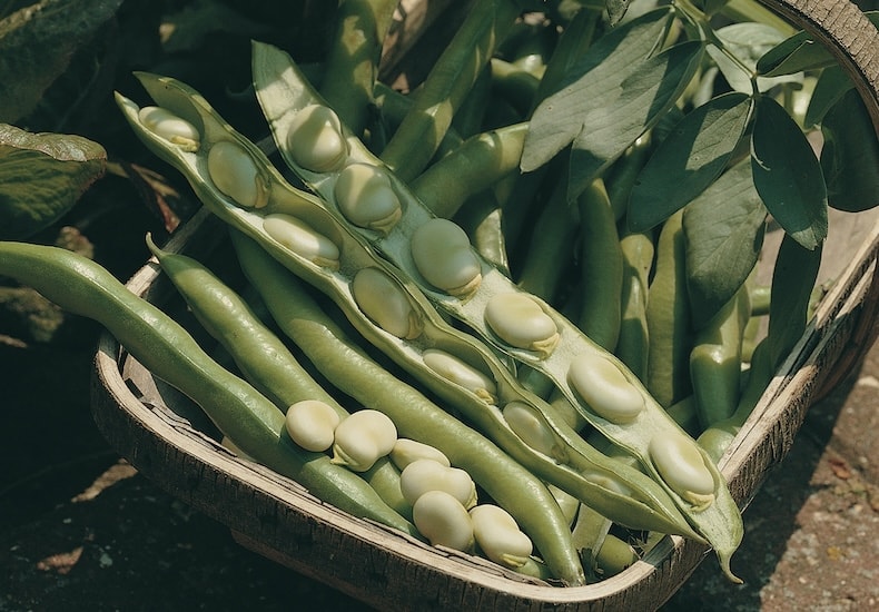Broad beans masterclass: best expert content | Thompson & Morgan Blog