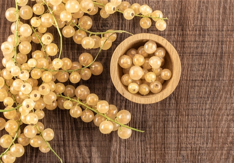 Currant plants masterclass: best expert content | Thompson & Morgan Blog
