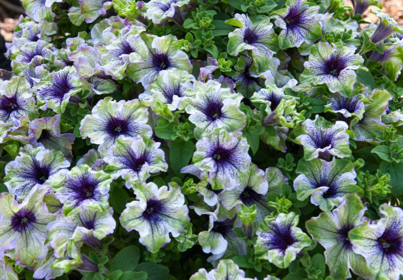 Petunia masterclass: best expert content