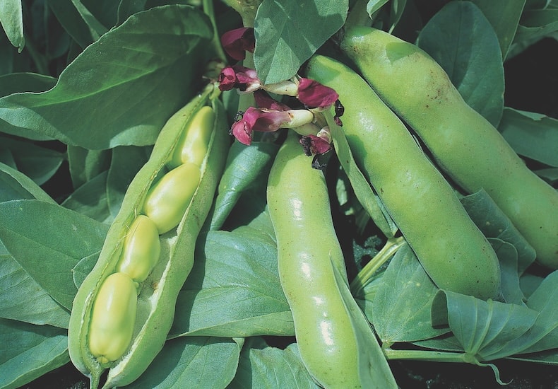 Understanding plant seeds: F1 hybrids vs open-pollinated varieties ...