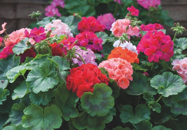 Understanding plant seeds: F1 hybrids vs open-pollinated varieties ...