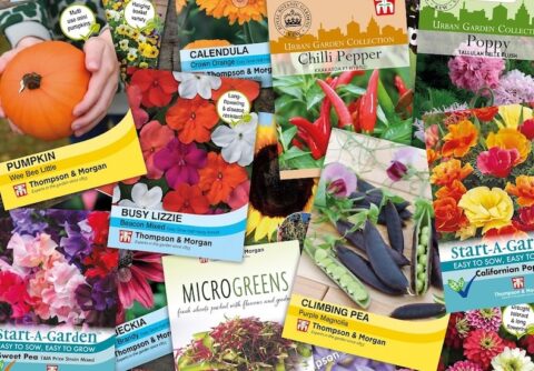 Understanding plant seeds: F1 hybrids vs open-pollinated varieties ...
