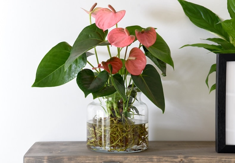 Mother’s Day gifts much better than a bouquet!