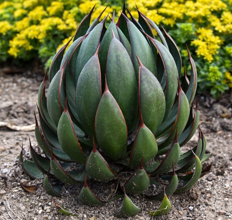 New T&M Variety Shortlisted For Plant Of The Year Award 2024 At the RHS ...