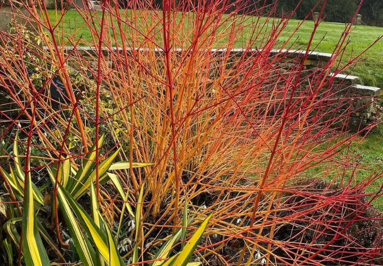 Winter shrubs masterclass: best expert content | Thompson & Morgan Blog
