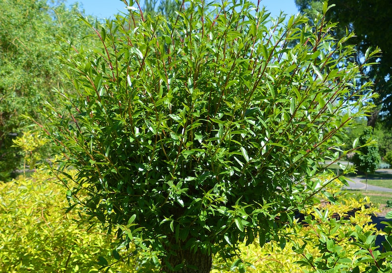 How Lizzie Schofield wants to inspire the next generation of gardeners