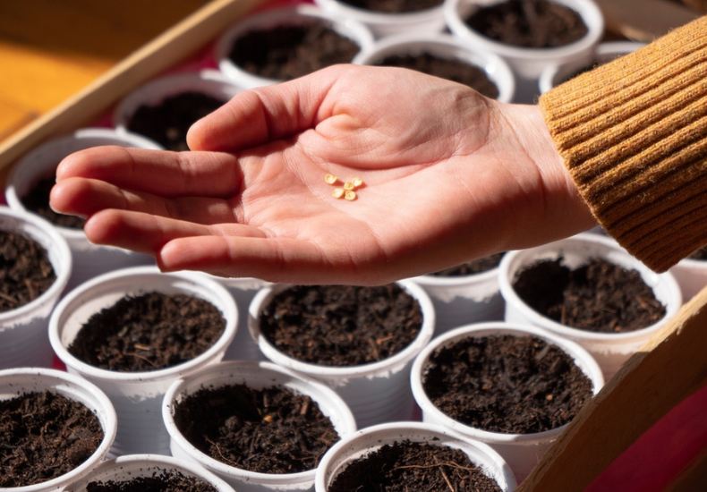 Money saving garden tips: cost-effective seed sowing | Thompson ...