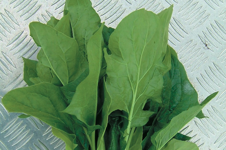 How to grow spinach | Thompson & Morgan Blog