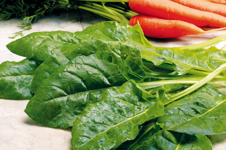 How to grow spinach | Thompson & Morgan Blog