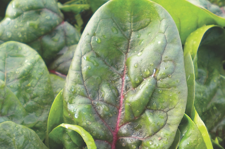 How to grow spinach | Thompson & Morgan Blog