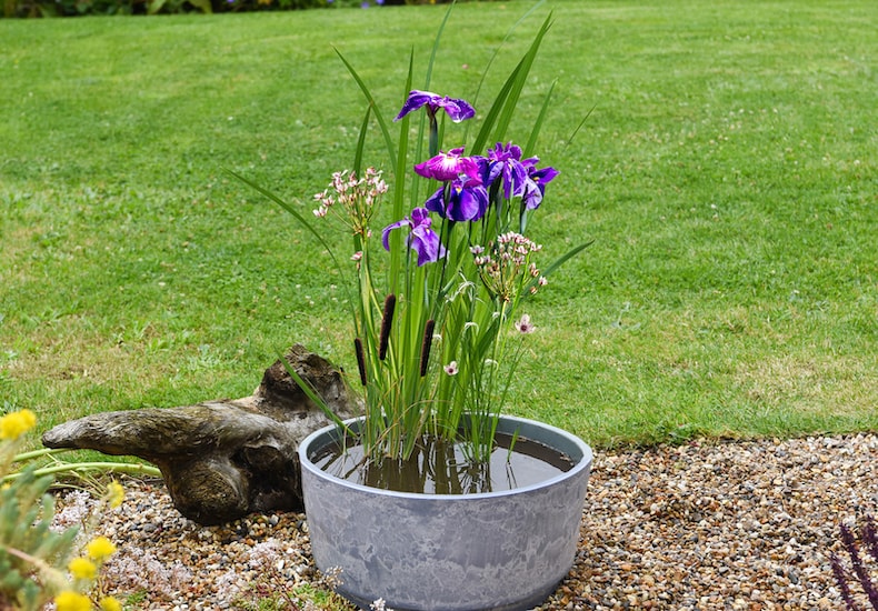WIN a Patio Pond Plant Kit from Thompson & Morgan | Thompson & Morgan Blog