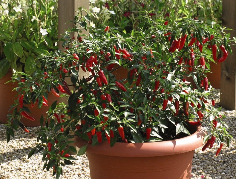 House plants help, tips and guides | Thompson & Morgan Blog