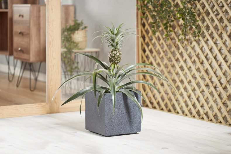 House plants help, tips and guides | Thompson & Morgan Blog