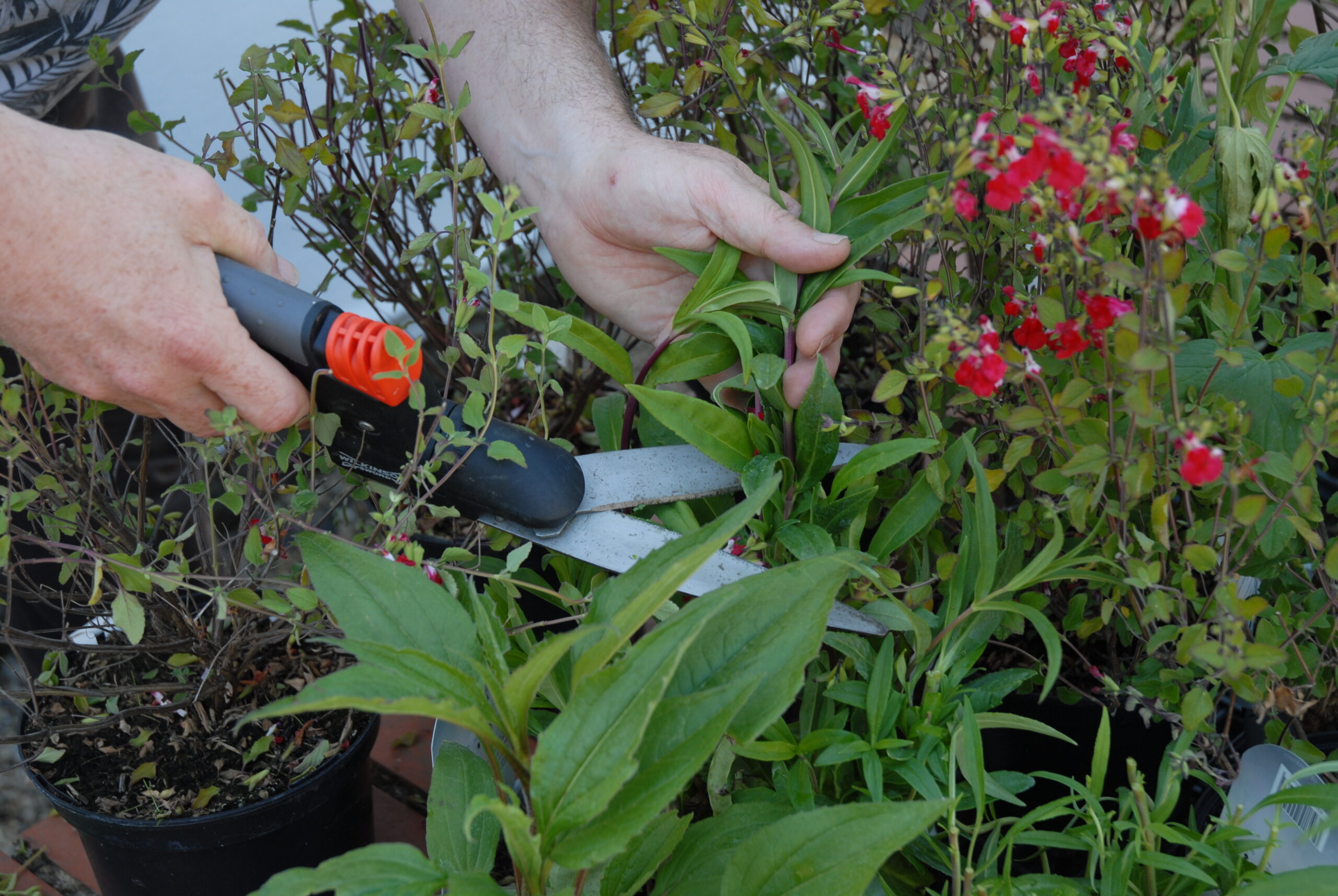 Which plants benefit from the Chelsea Chop?