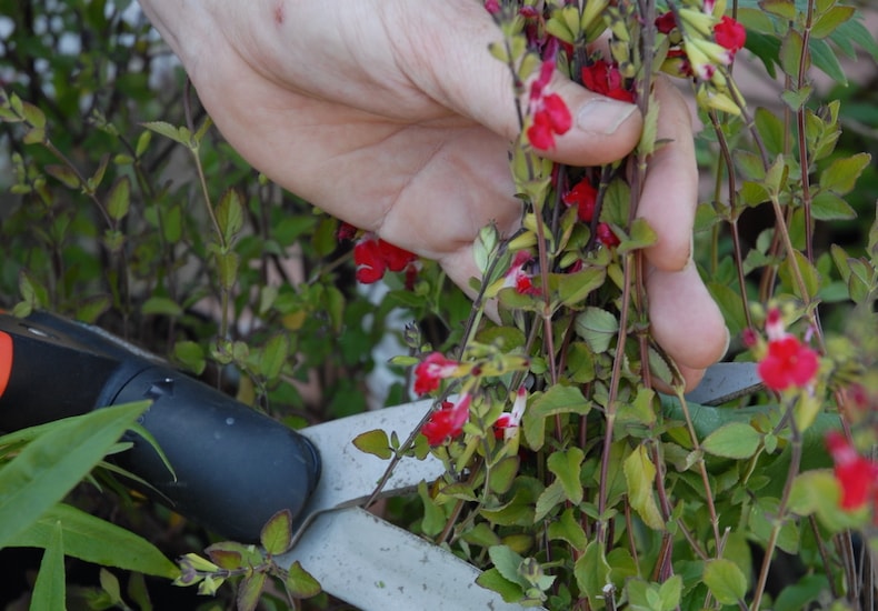 Which plants benefit from the Chelsea Chop?