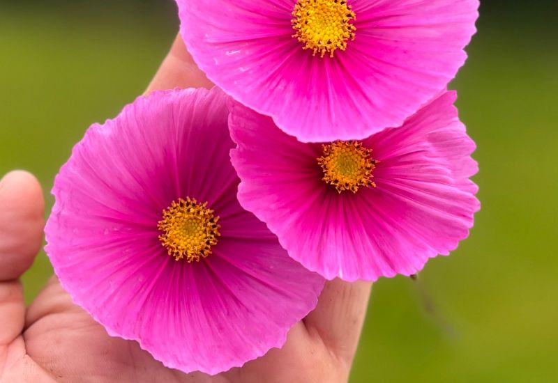 Featured Gardener: Jonathan Sheppard