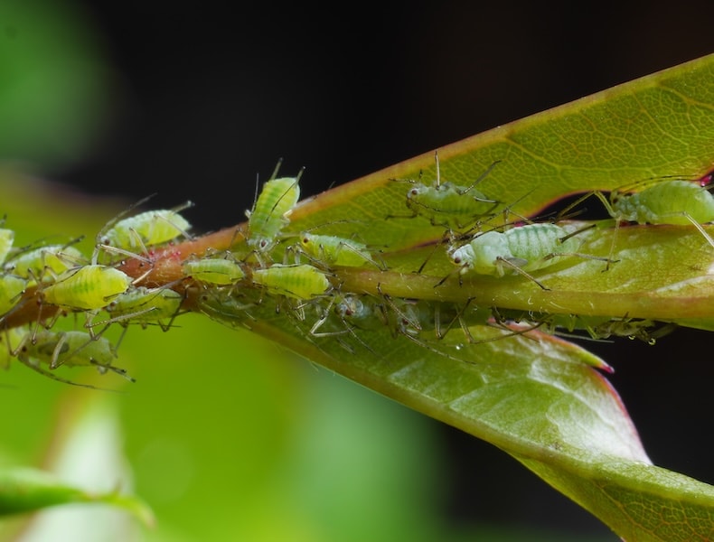 Natural pest control masterclass: Best expert tips