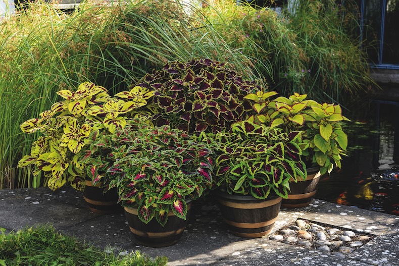 How to choose the best pots for container gardening