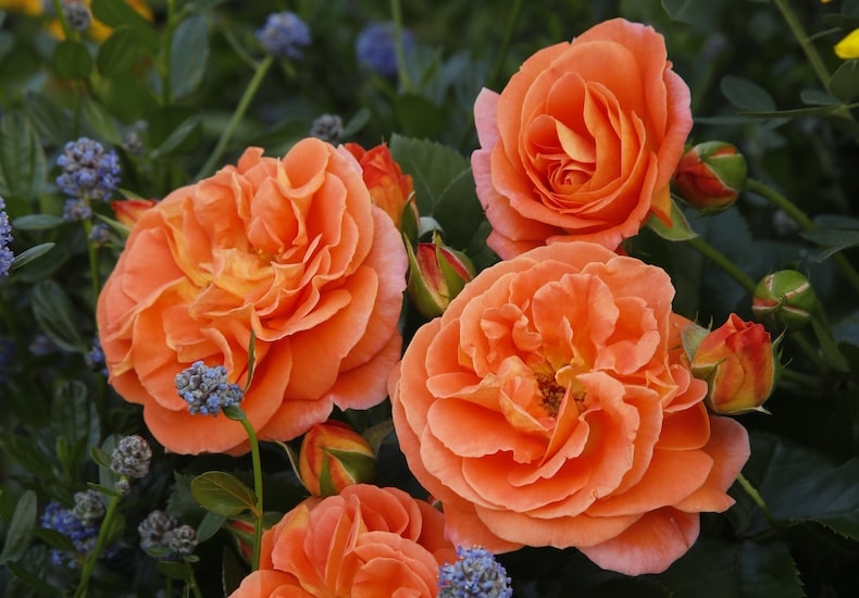 How to choose the best bare root roses