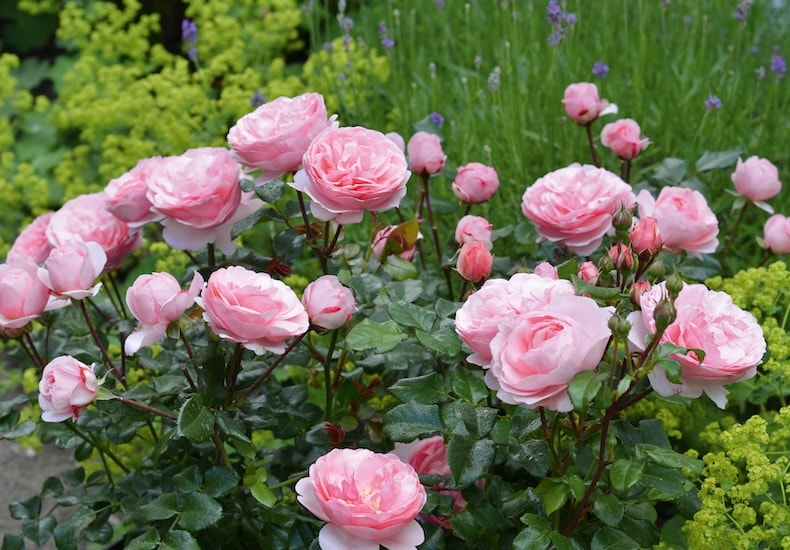 How to choose the best bare root roses
