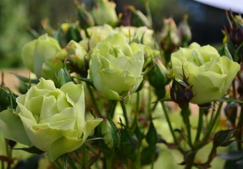 How to choose the best bare root roses