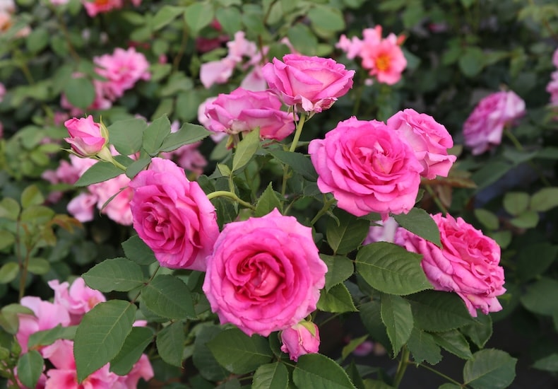 How to choose the best bare root roses