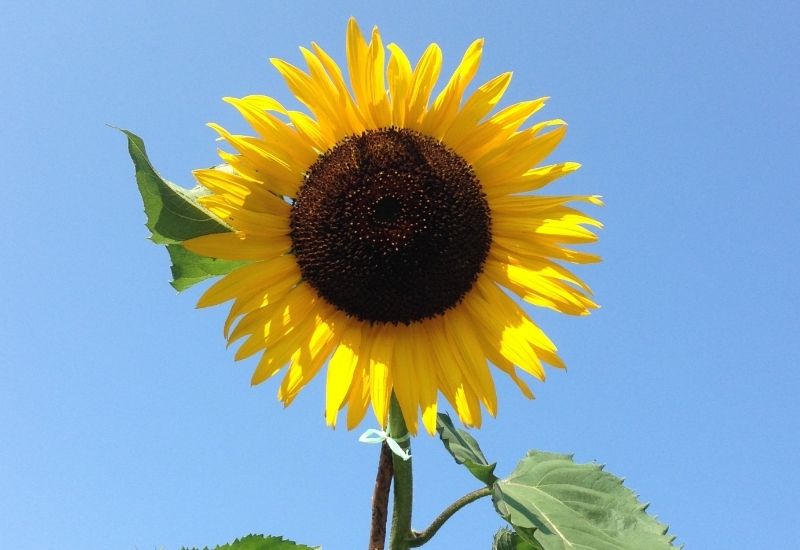 Tallest Sunflower Competition 2026 - Win £250