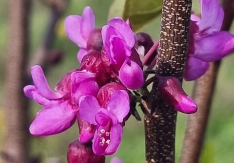 T&M celebrates two finalists for RHS Chelsea Plant of the Year 2026